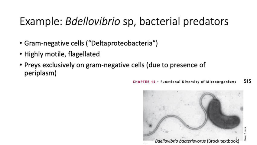 06_Microbial_interactions_Antagonism - GrypsTube